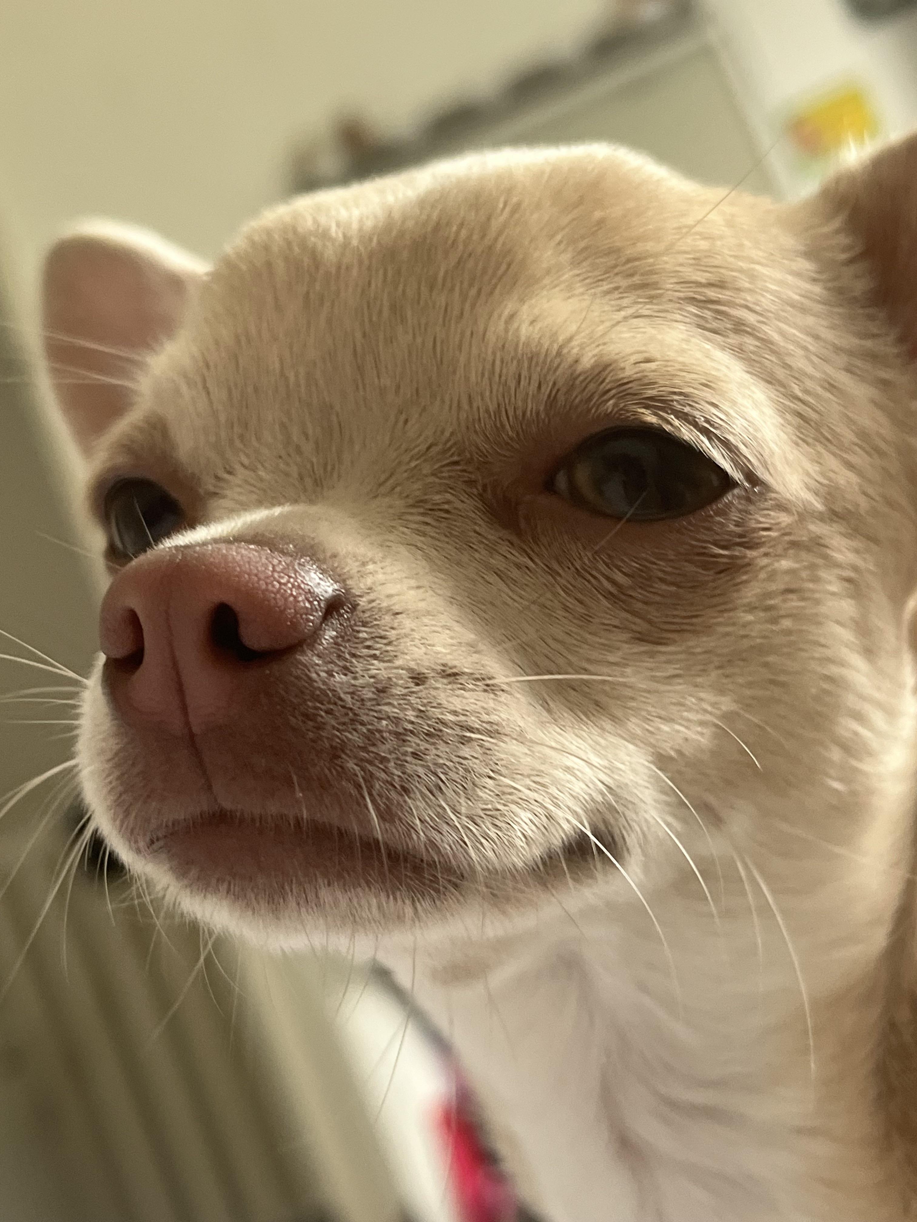 Bean 4 President | Scrolller