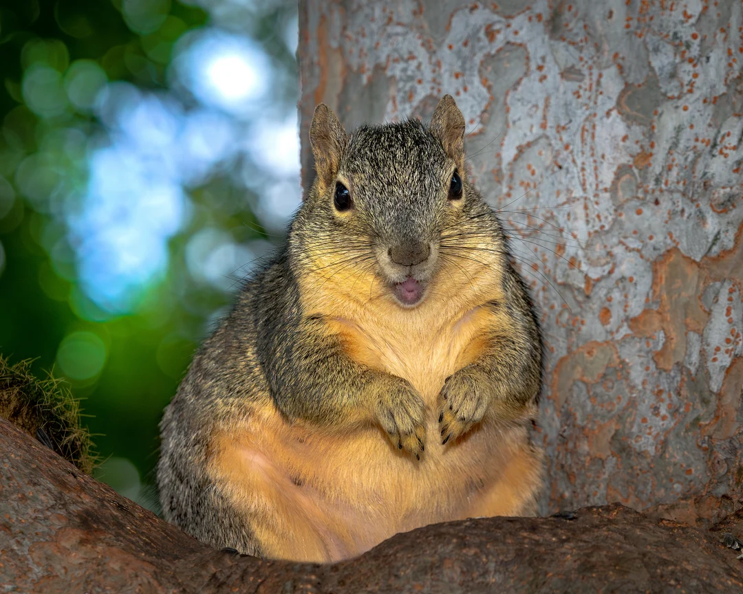 Super Happy Fun Time Squirrel | Scrolller