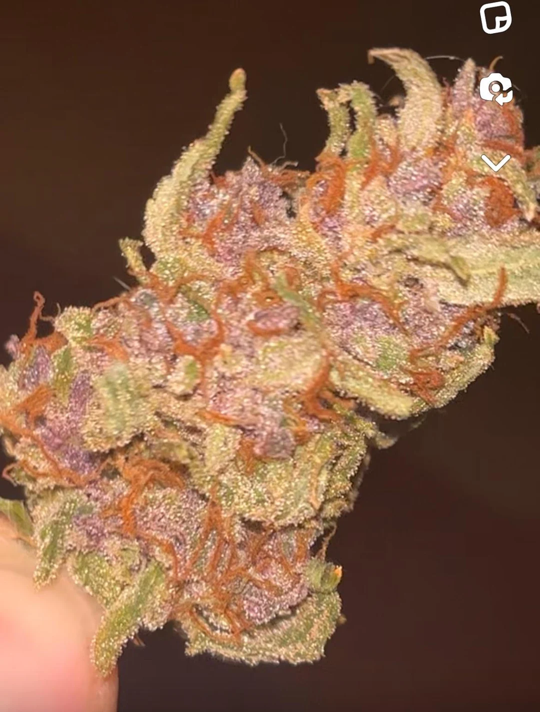 Throw back to my first grow | Scrolller