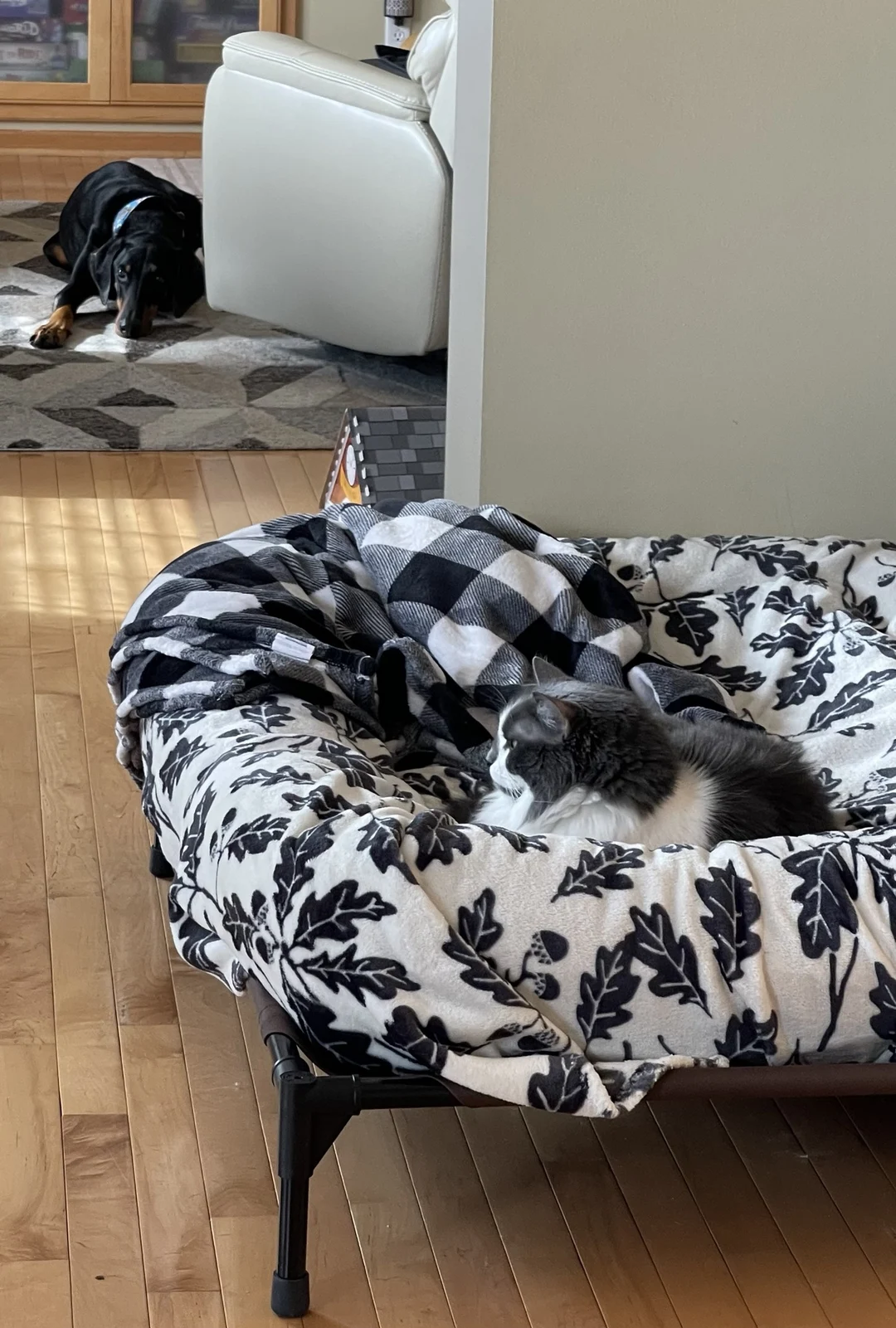 Forlorn norm watching from afar | Scrolller