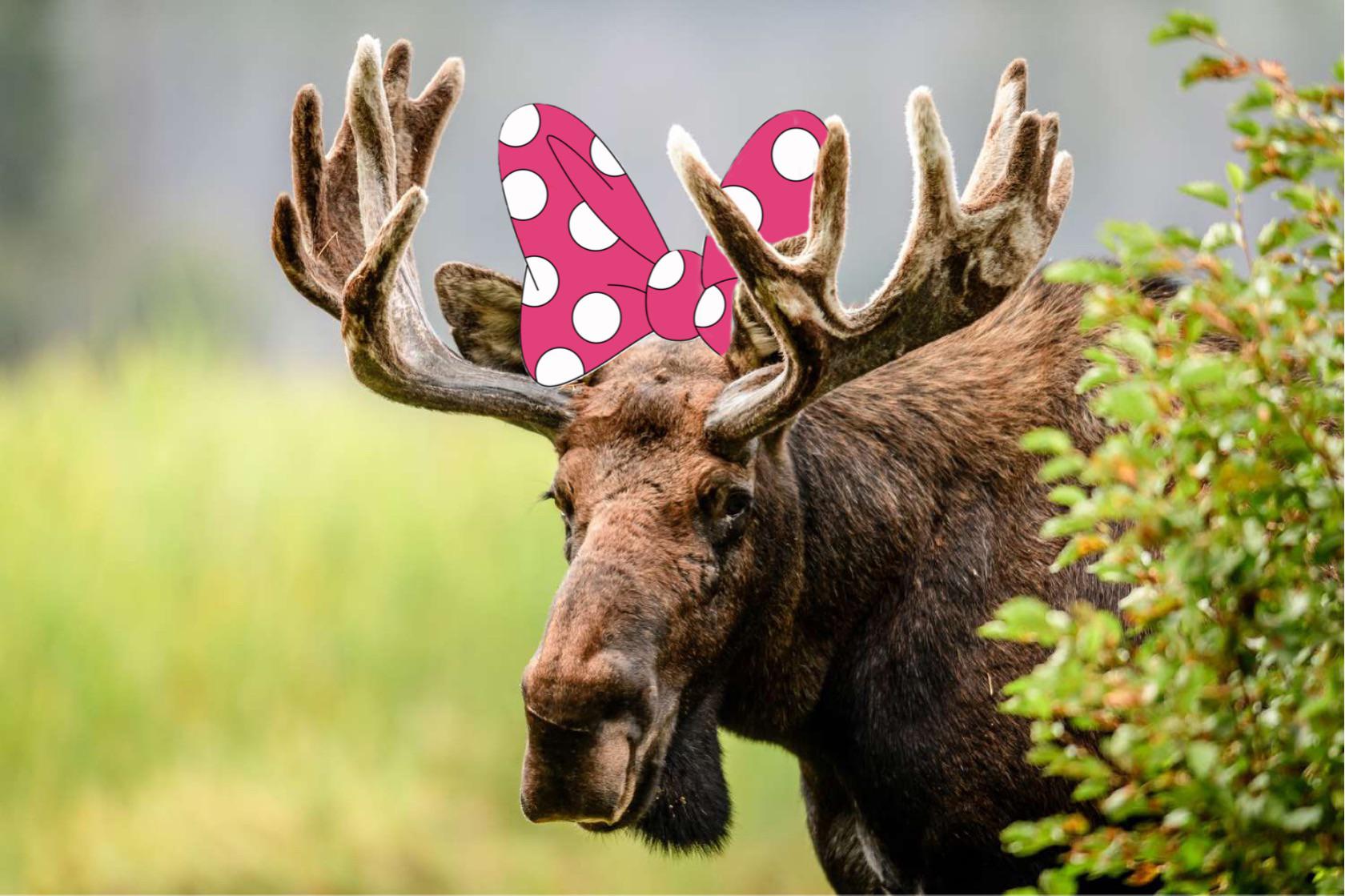 Minnie Moose | Scrolller