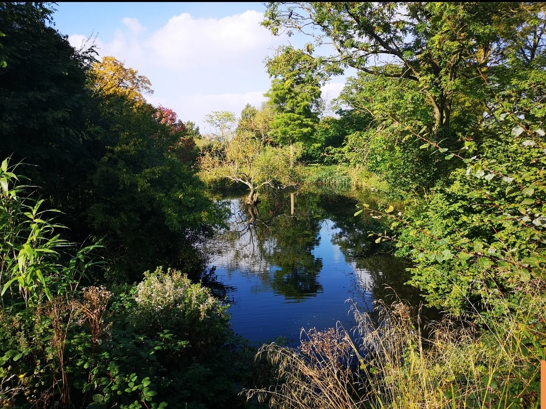 A pond hidden in the thicket, UK [3024x4032] [OC] | Scrolller
