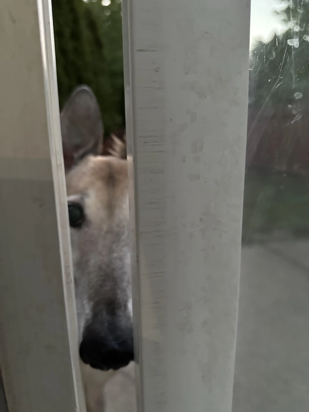 Discover more like Greyhounds: Wut you doing ? and Related Content | Scrolller