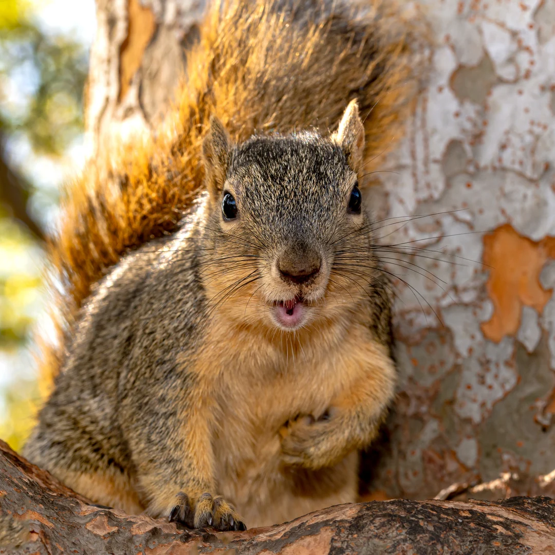 Expressive Squirrel | Scrolller
