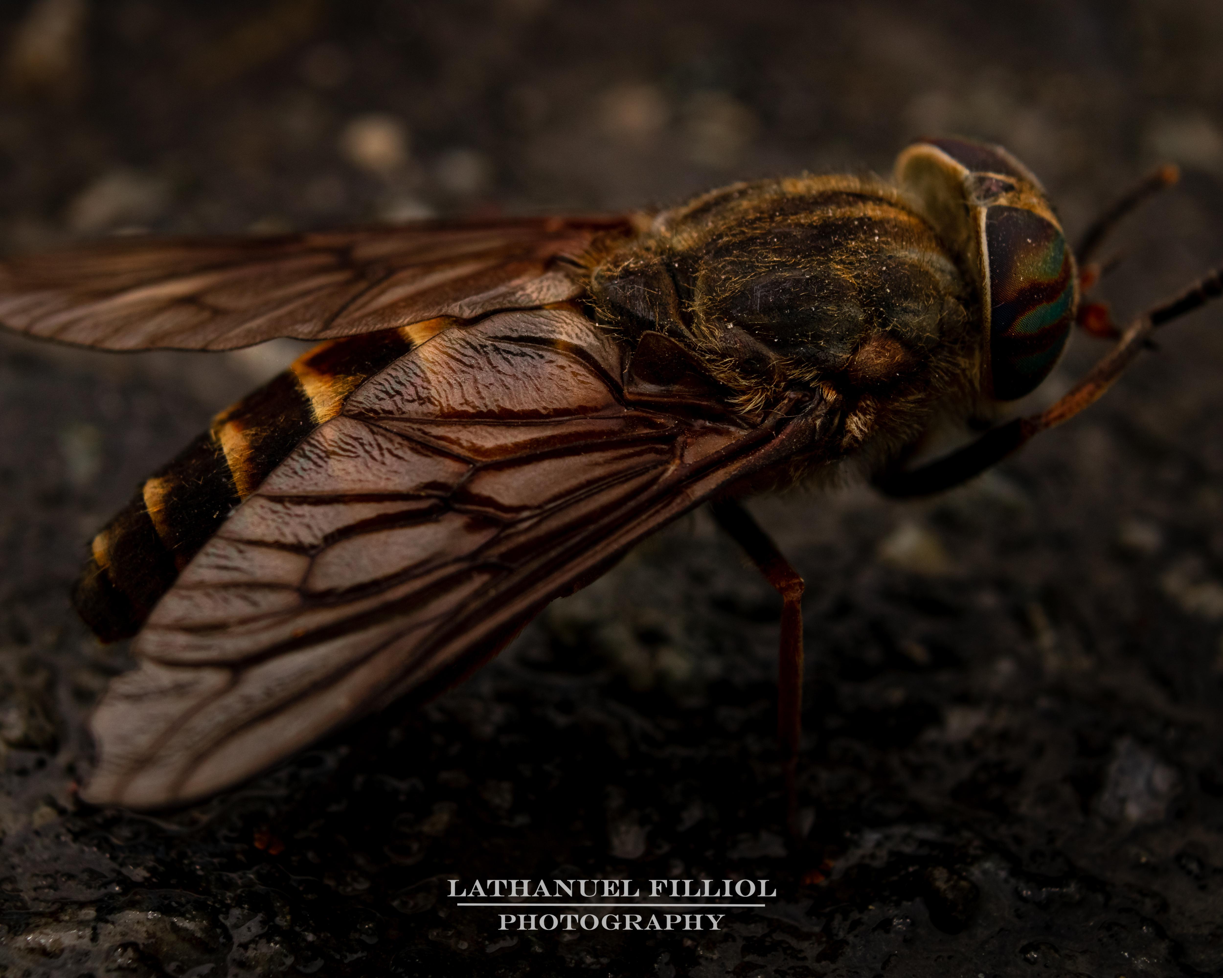 Here is another shot of the horse fly | Scrolller