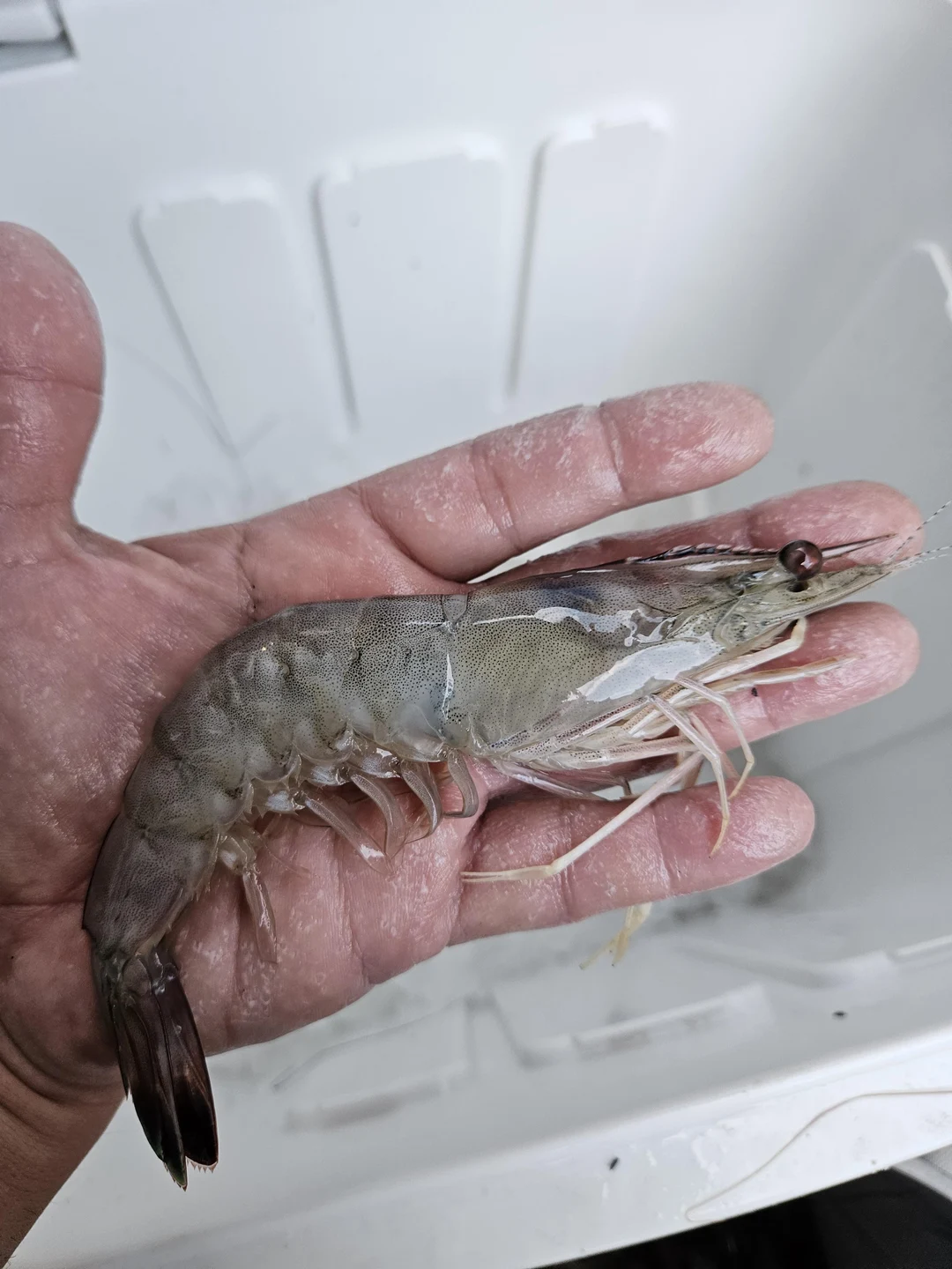 Monsters | Scrolller