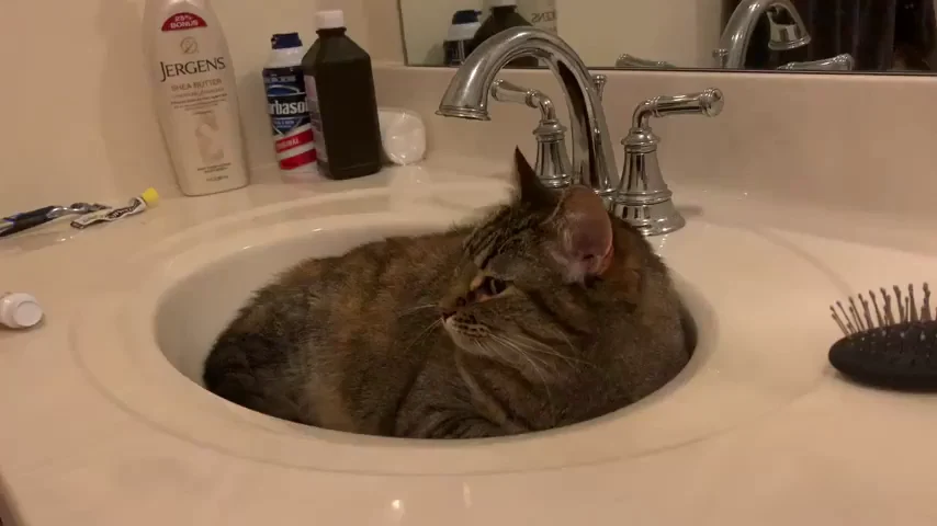 Sink kitty | Scrolller