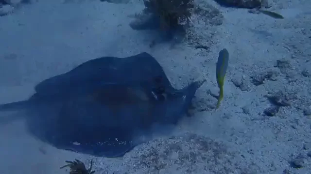 What is this stingray doing? Peculiar behavior, in Key Largo | Scrolller