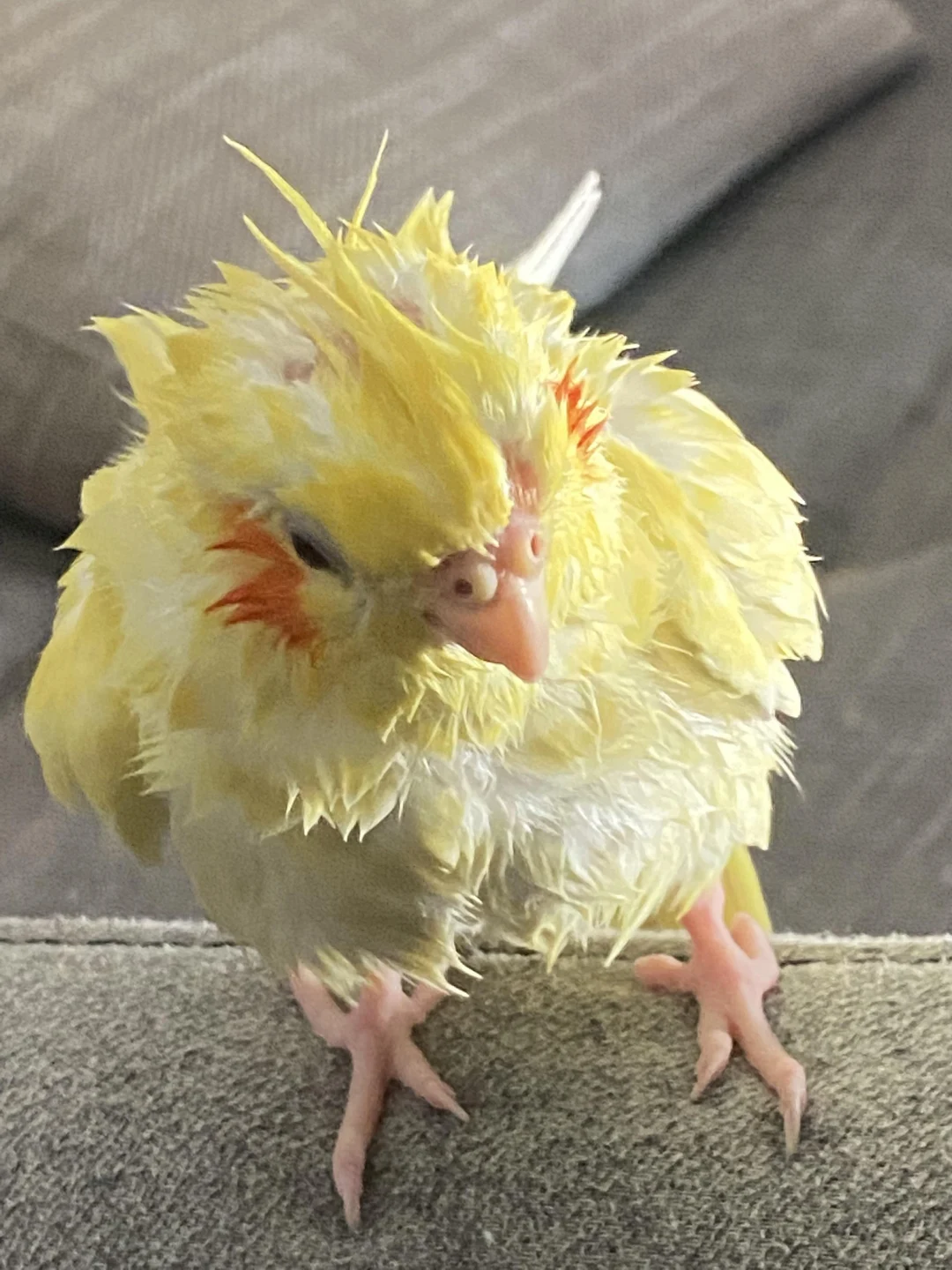 Wet Chicken | Scrolller