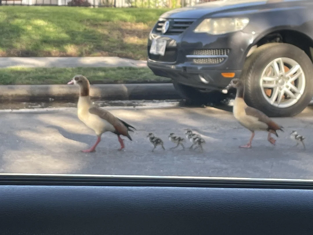 Anybody else see this family of ducks walking on westheimer? | Scrolller