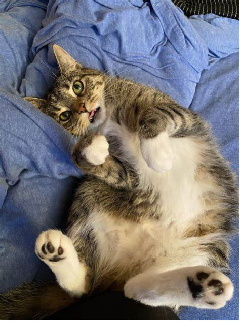 Cuddly Blep :3 | Scrolller