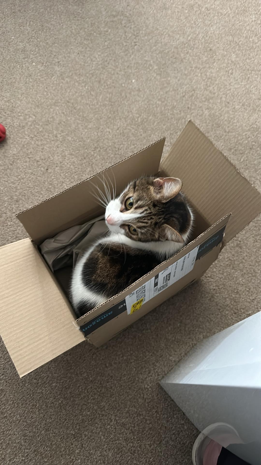 Cats and Boxes | Scrolller