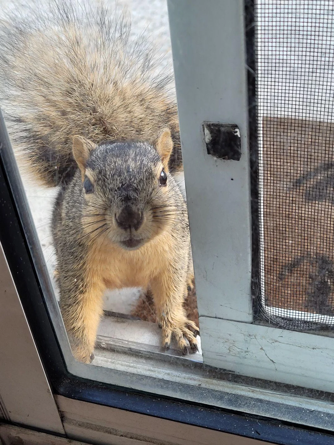 Discover more like Squirrels: Let me in and Related Content | Scrolller