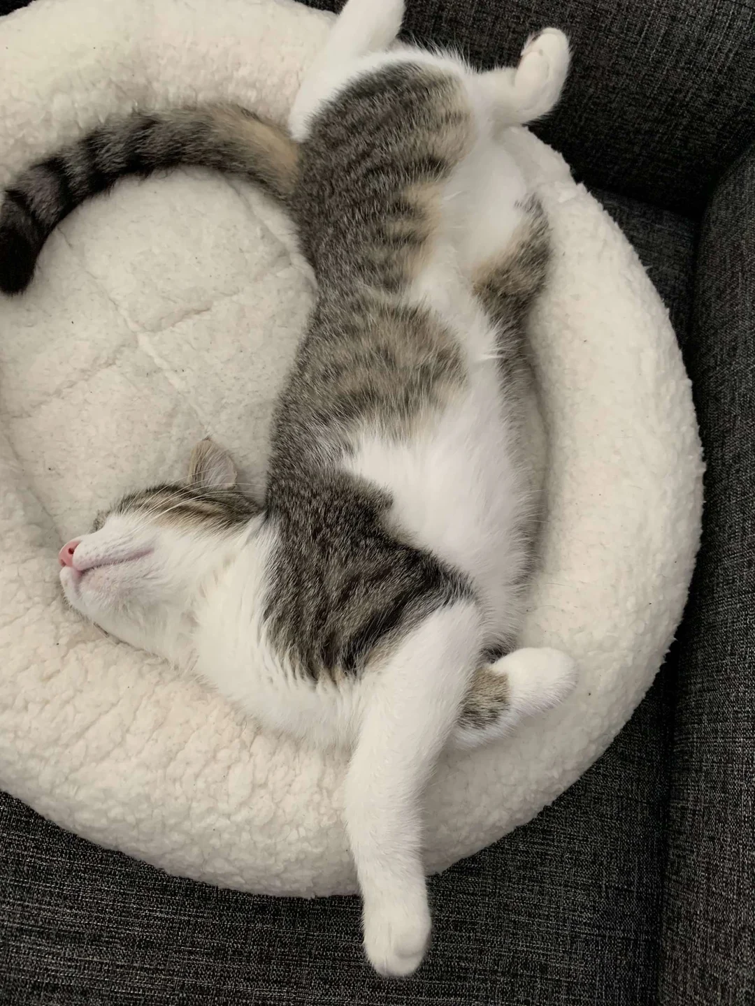 (OC) My cat loves to sleep in some interesting positions | Scrolller