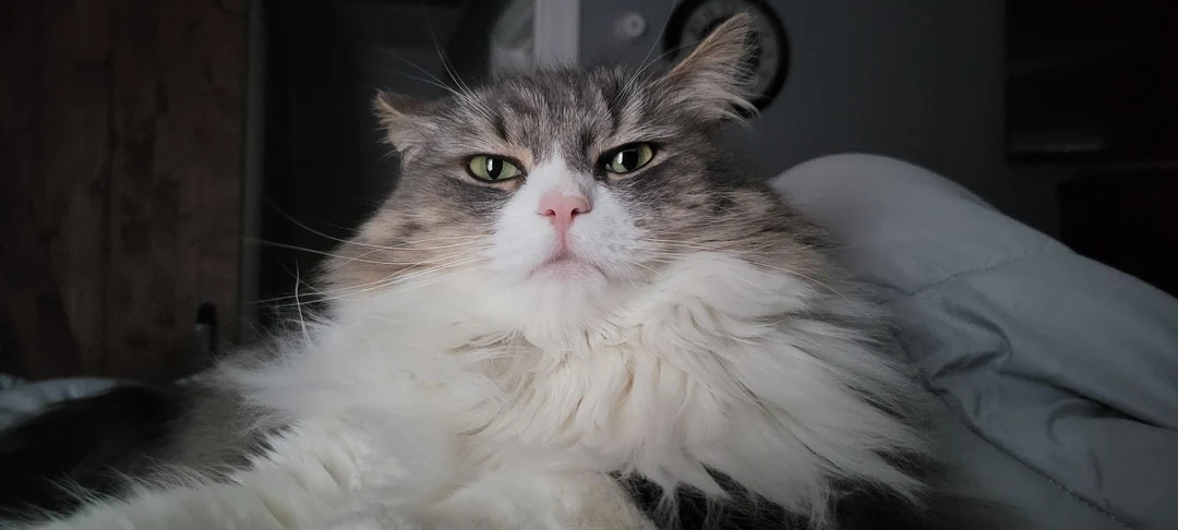 No Personal Space Ever Scrolller