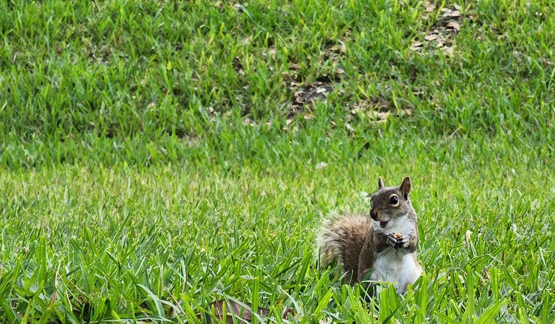 Squirrel | Scrolller