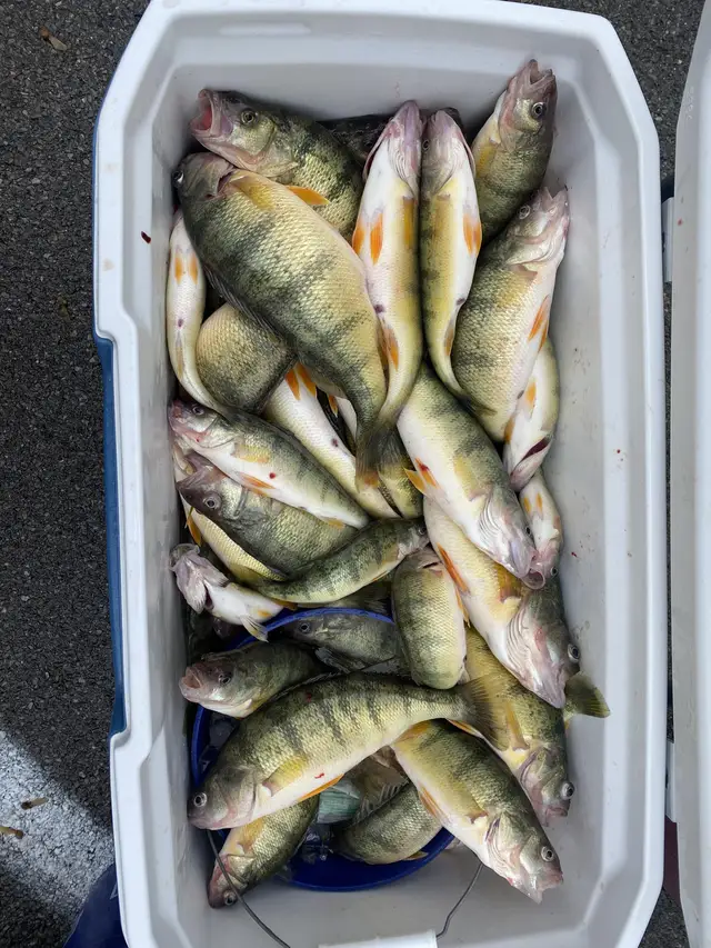 Lake Erie Perch | Scrolller