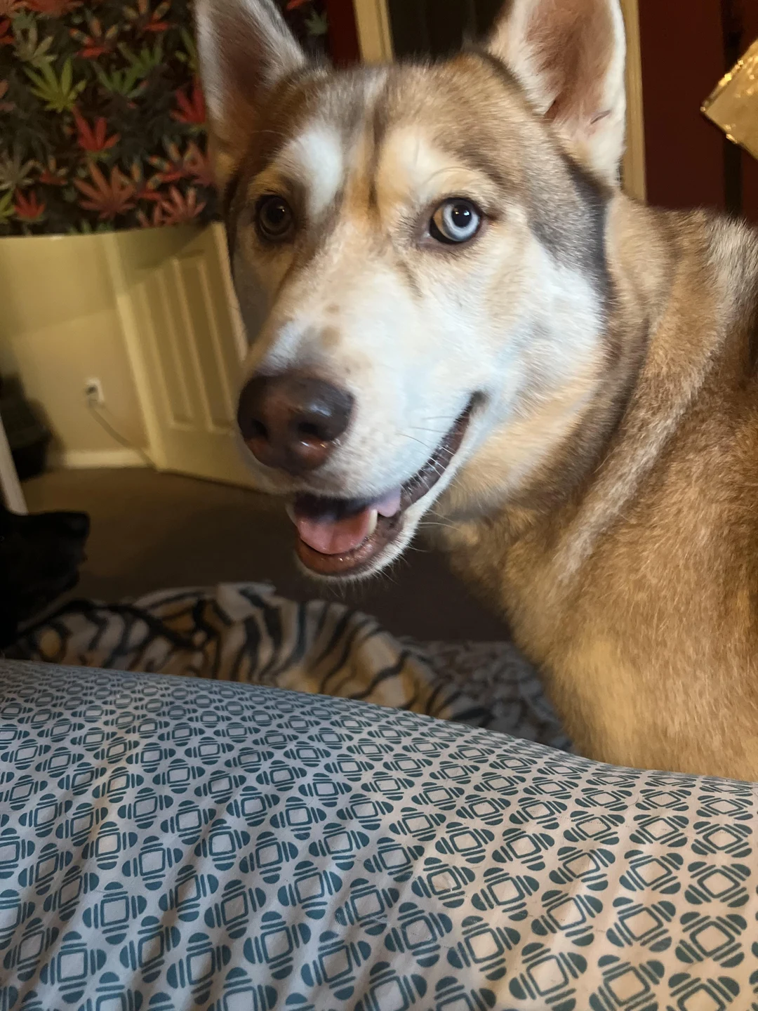 Charlie boy just suddenly crossed the rainbow bridge today. | Scrolller