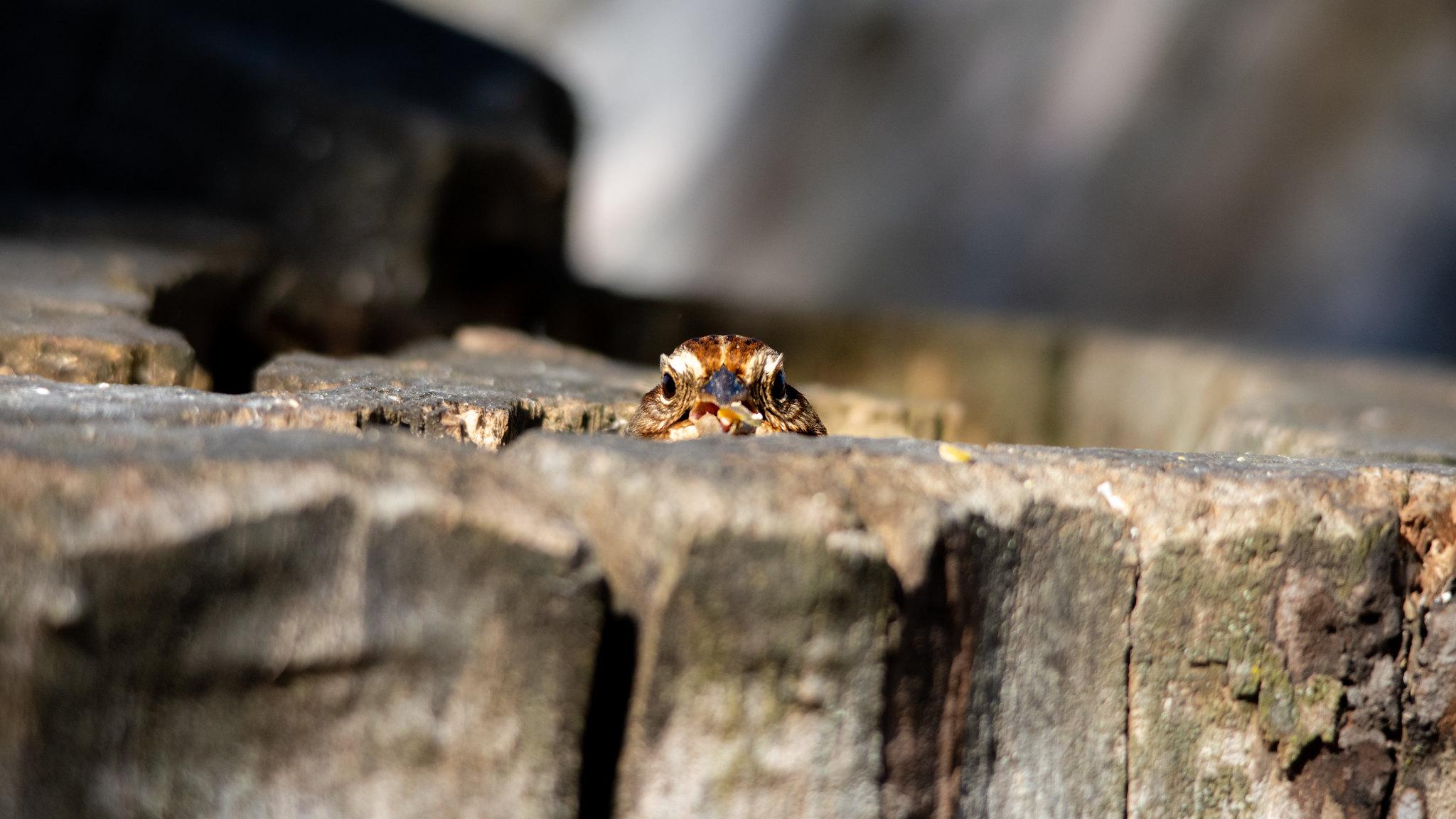 Sparrow in his secret hideout | Scrolller