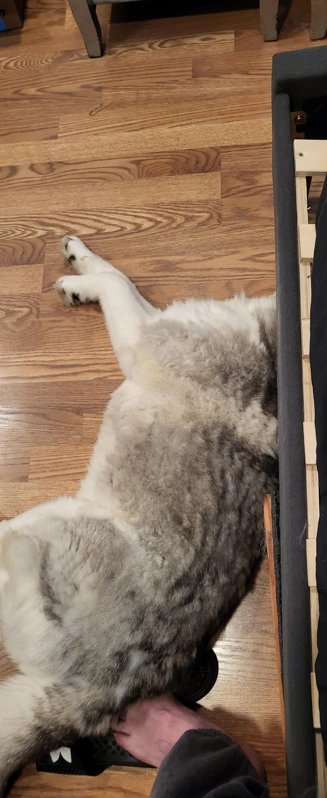 Headless Husky | Scrolller