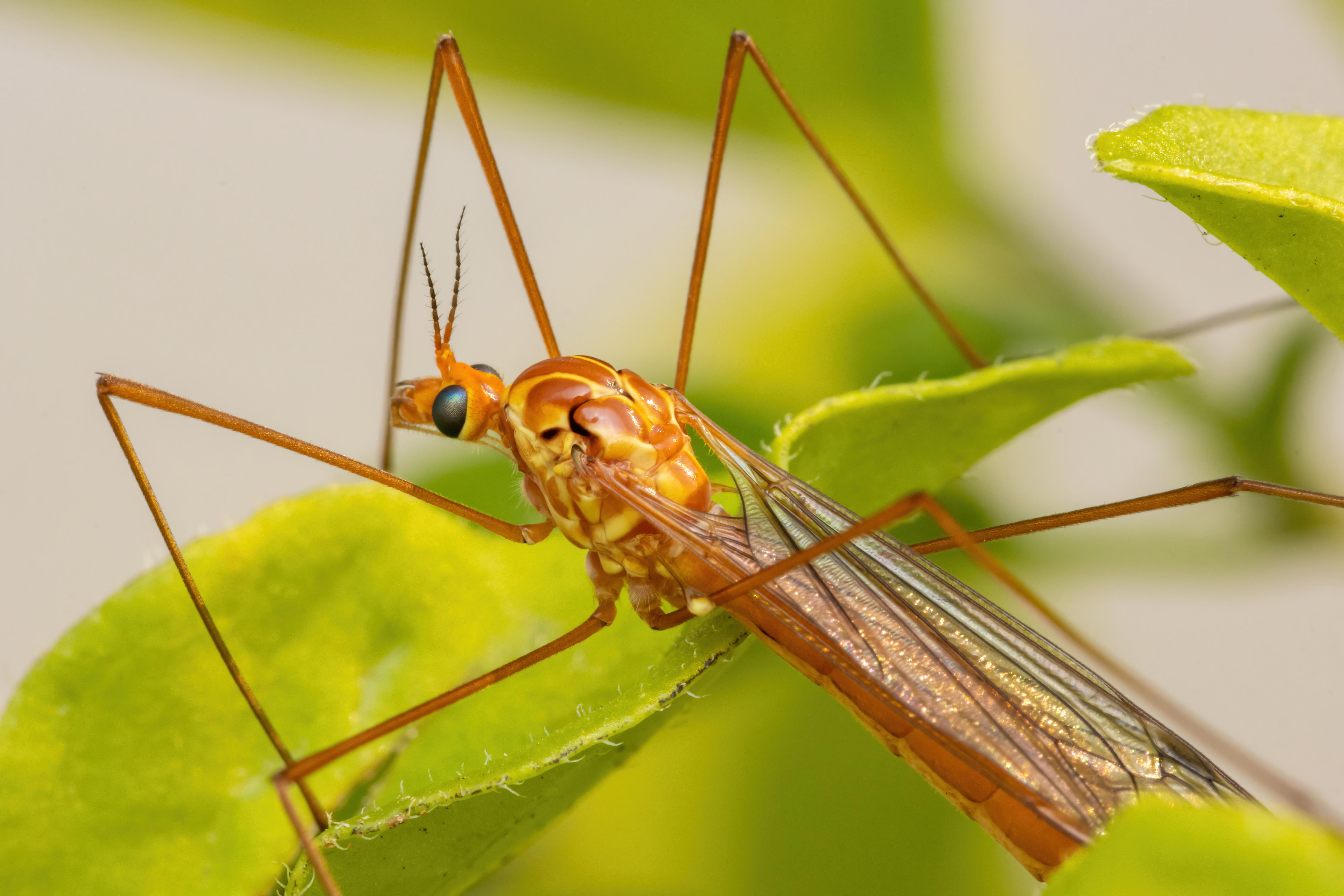 Ran across this crane fly today. | Scrolller