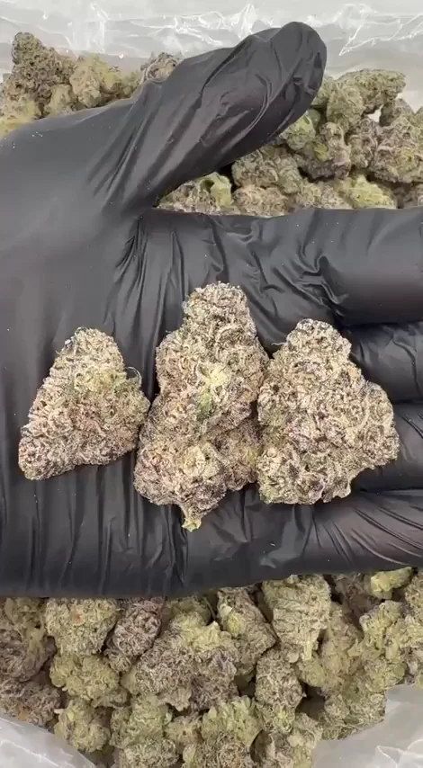 Bompton Berry🫐😍 | Scrolller