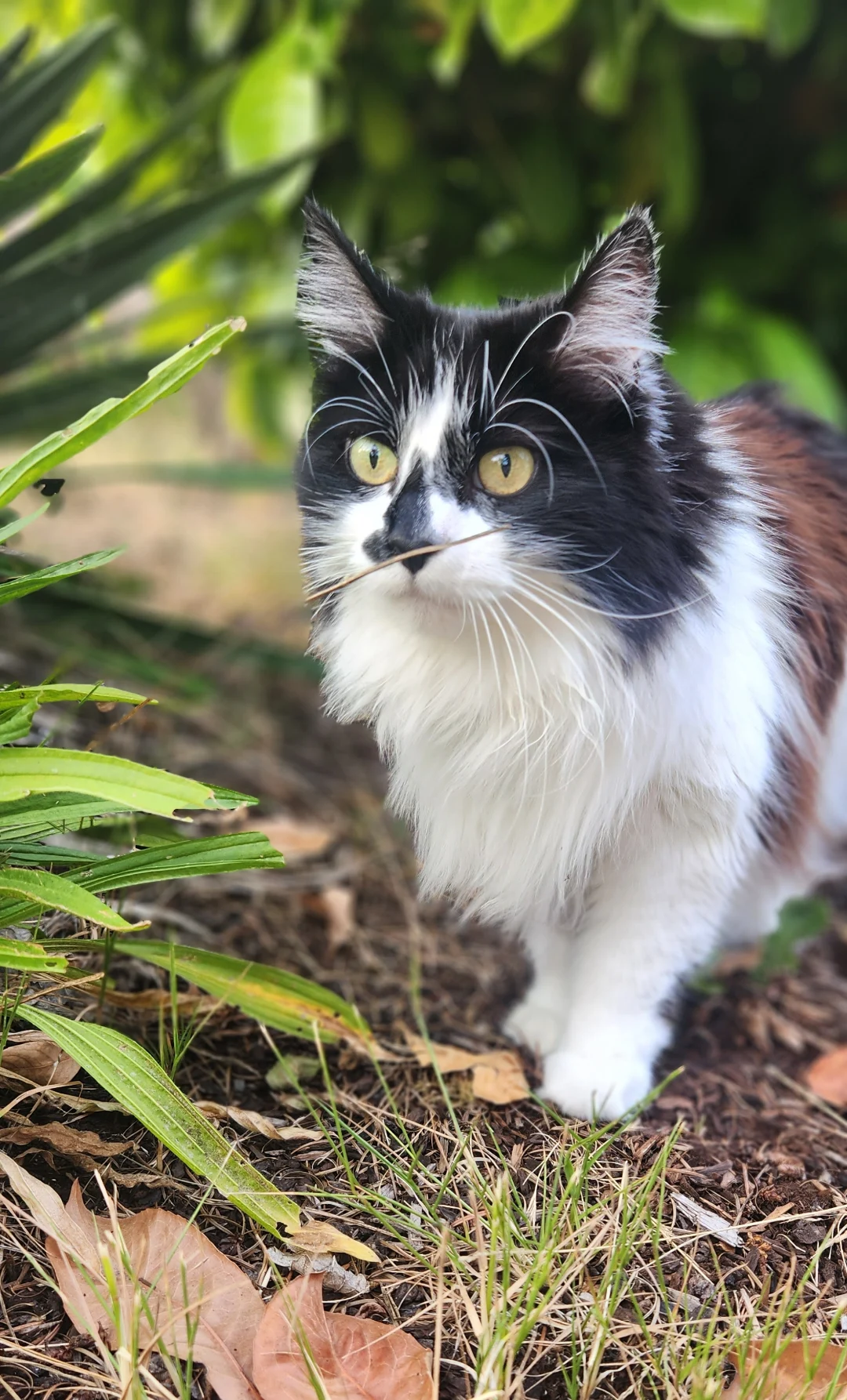 Exploring Eevee | Scrolller