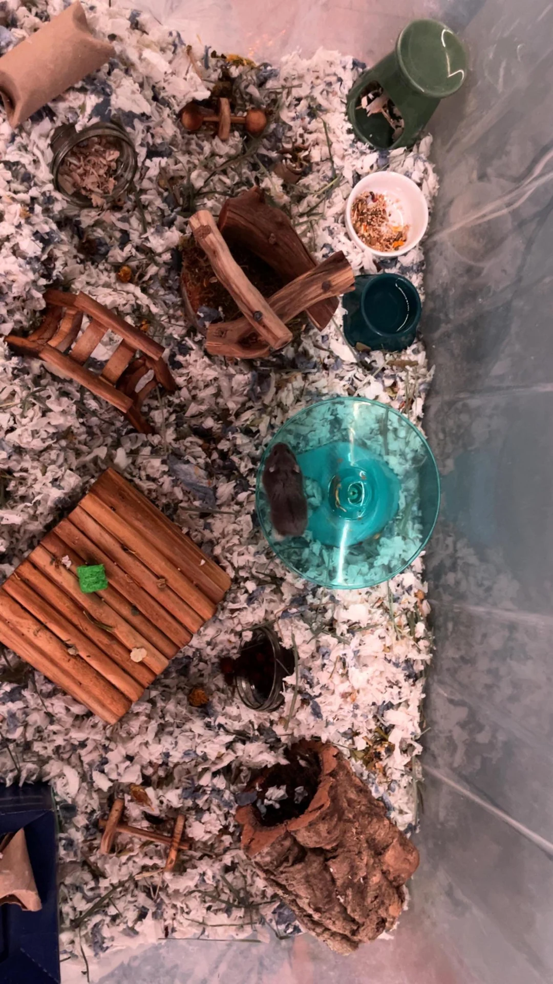 His new cage! | Scrolller