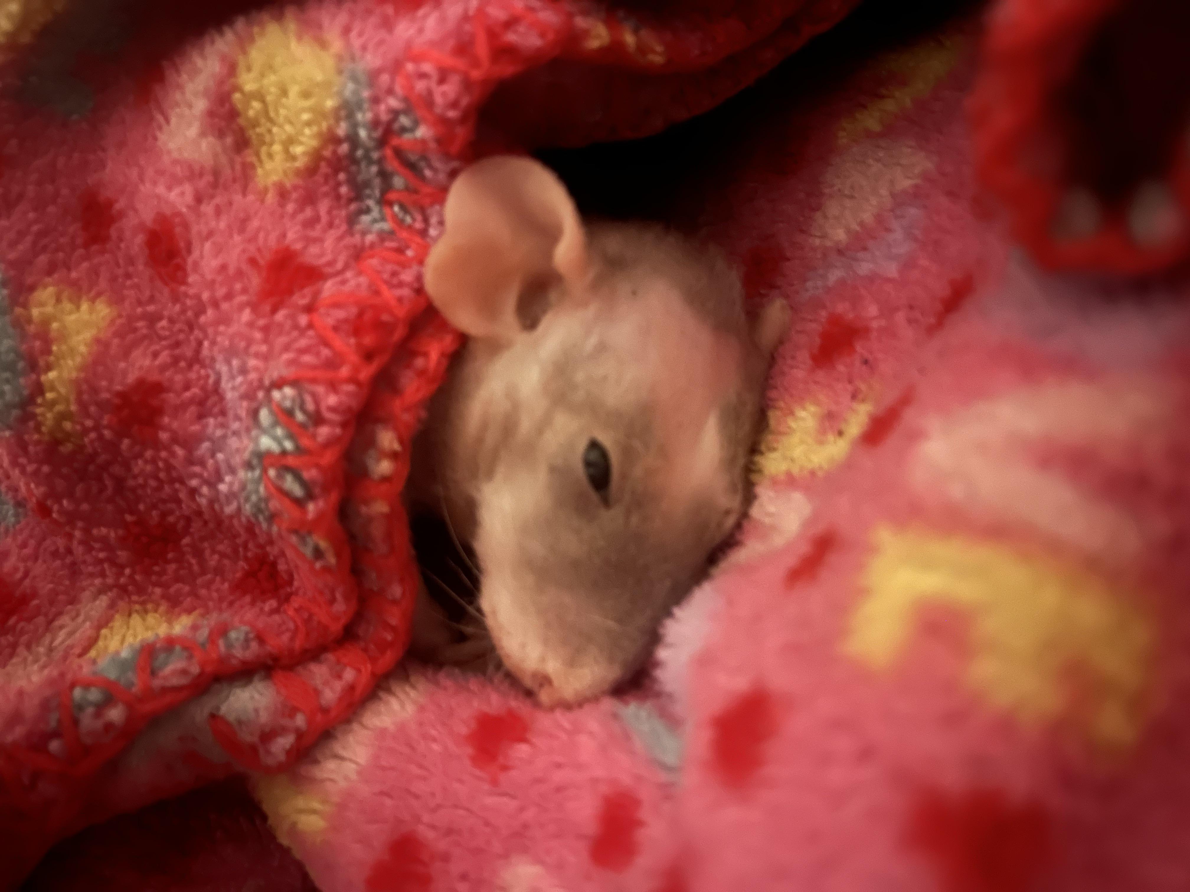 Goodbye to my first rat | Scrolller