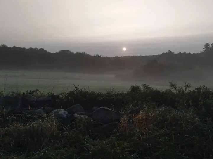 Mist on a meadow | Scrolller