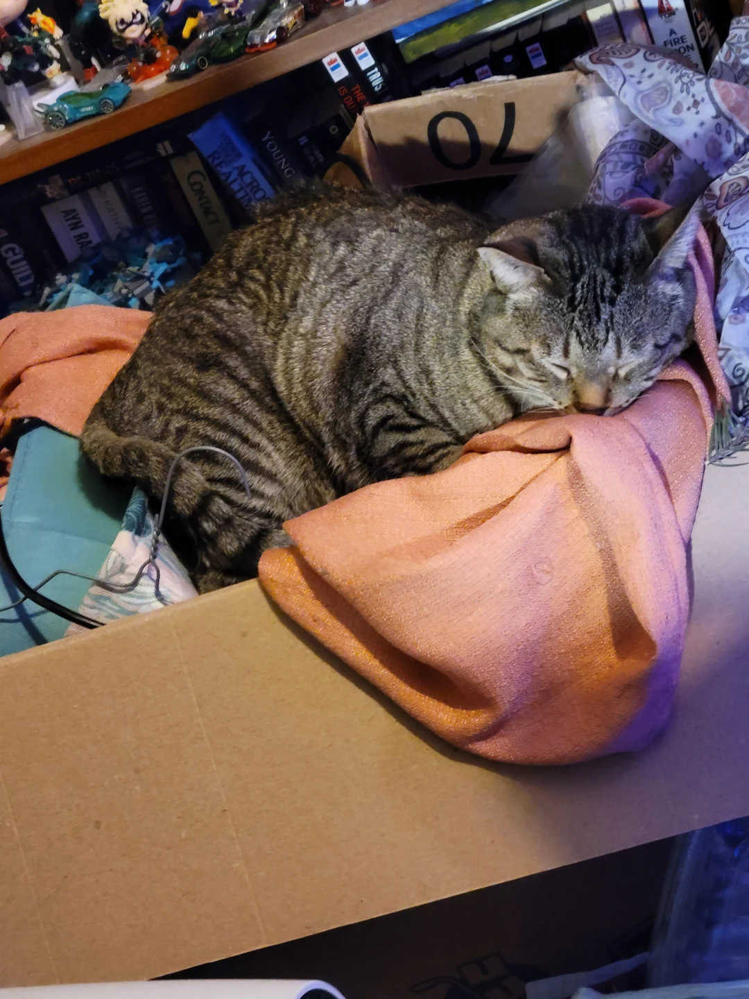 Floof in box | Scrolller