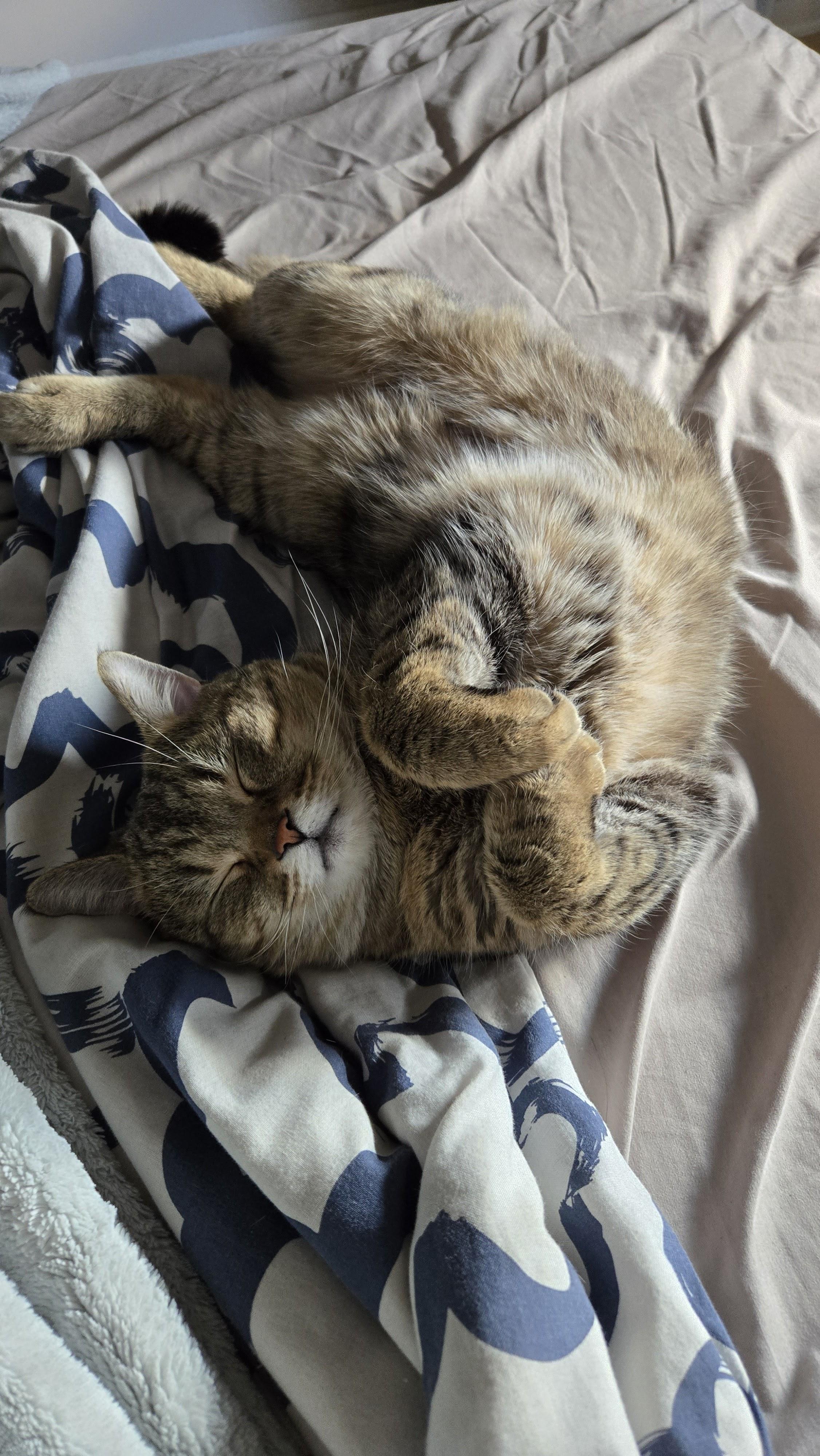 Show me your brown tabbies! | Scrolller