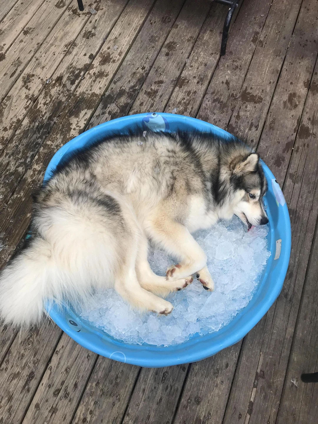 Husky heaven (she stayed there until it melted) | Scrolller