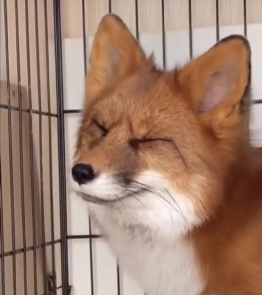 the fox is so eepy!! 💤 | Scrolller