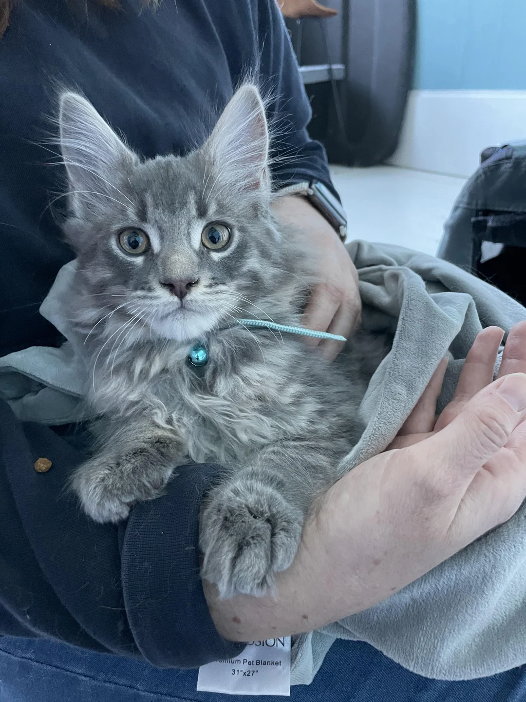 First day home for Toby | Scrolller