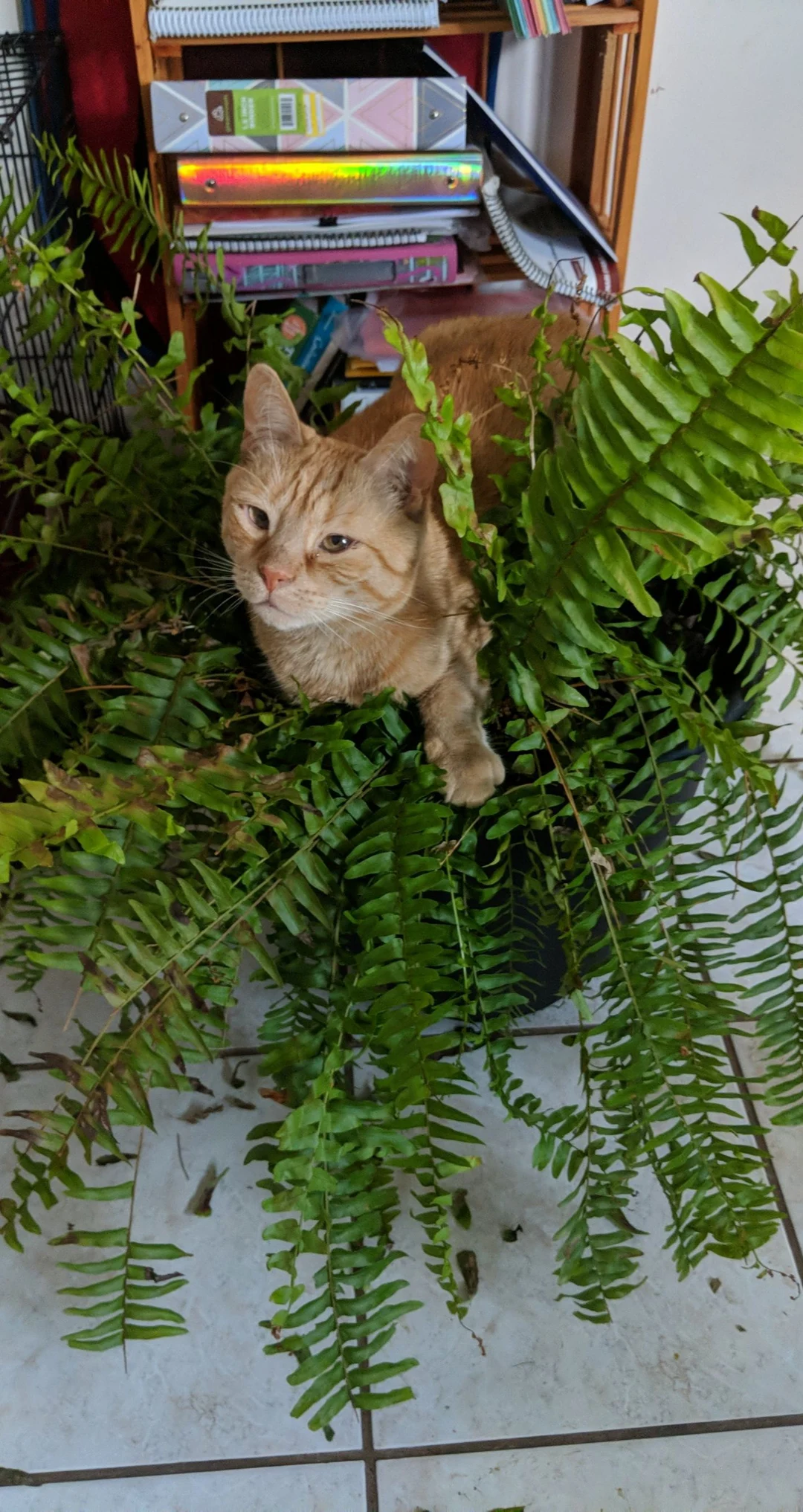 Our cat, puppy, killed the fren with his naps | Scrolller