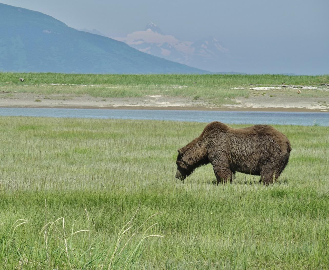 Is this a big bear? | Scrolller