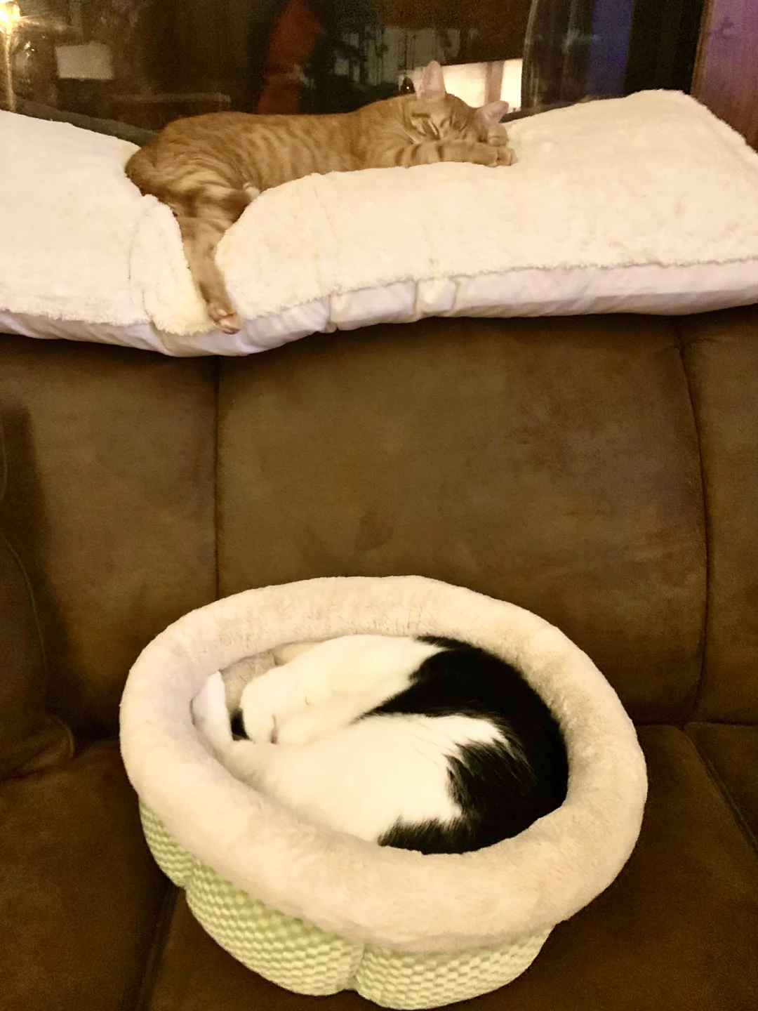 2 non standard issue cat traps working quite well! 🤣 | Scrolller