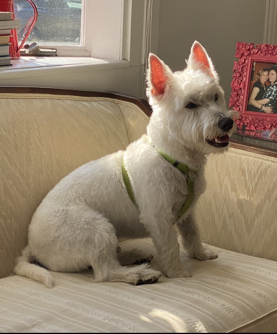 Update : the Goose got his hair cut ! | Scrolller