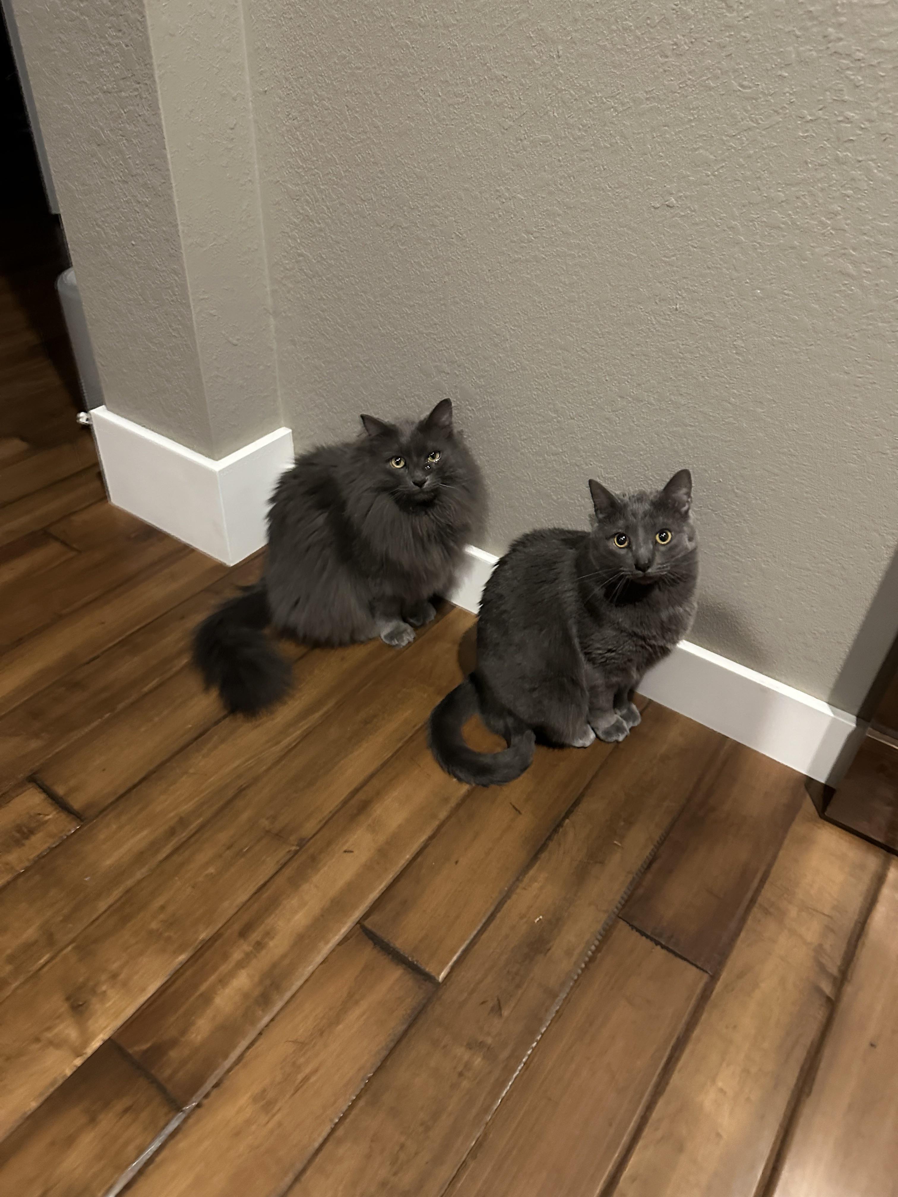 brother cats | Scrolller