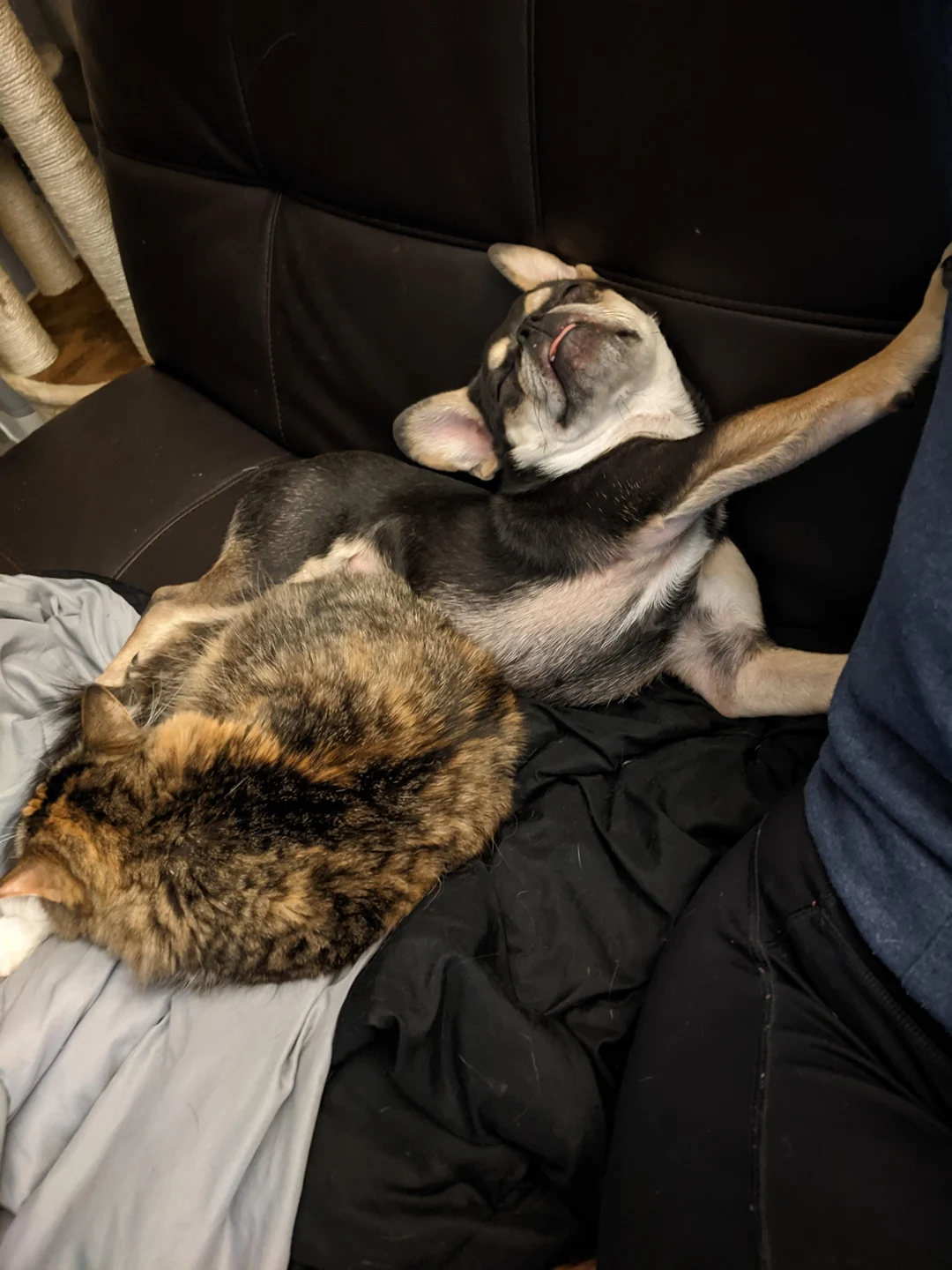 Rhea's optimal sleep position. | Scrolller