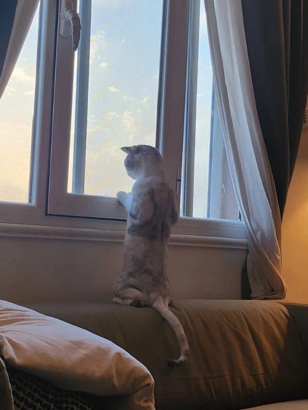 Bird watching | Scrolller