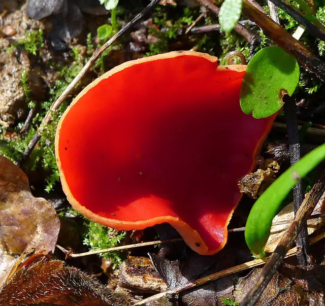 Scarlet elf cup | Scrolller