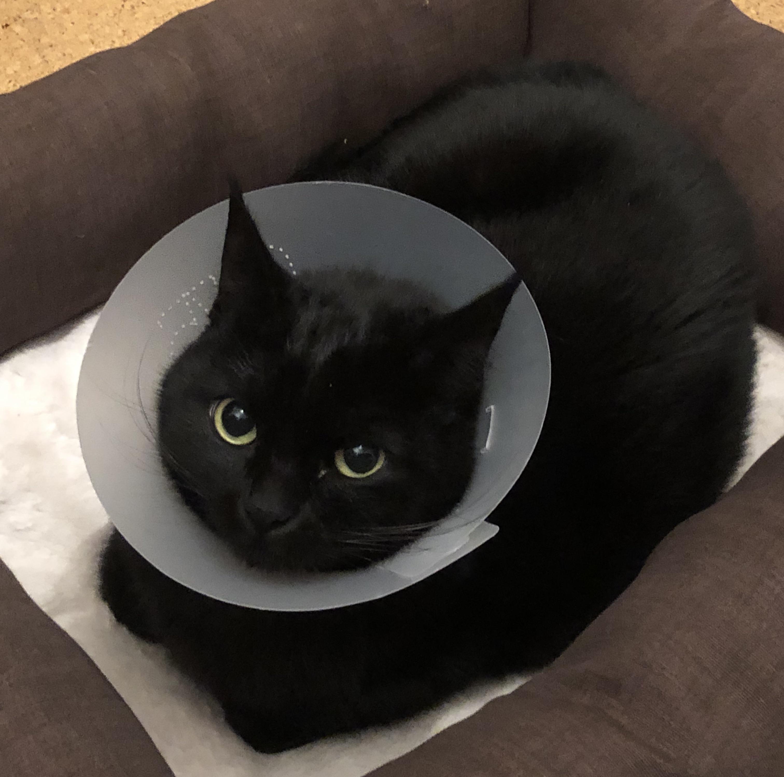 Little void 💕 [OC] | Scrolller