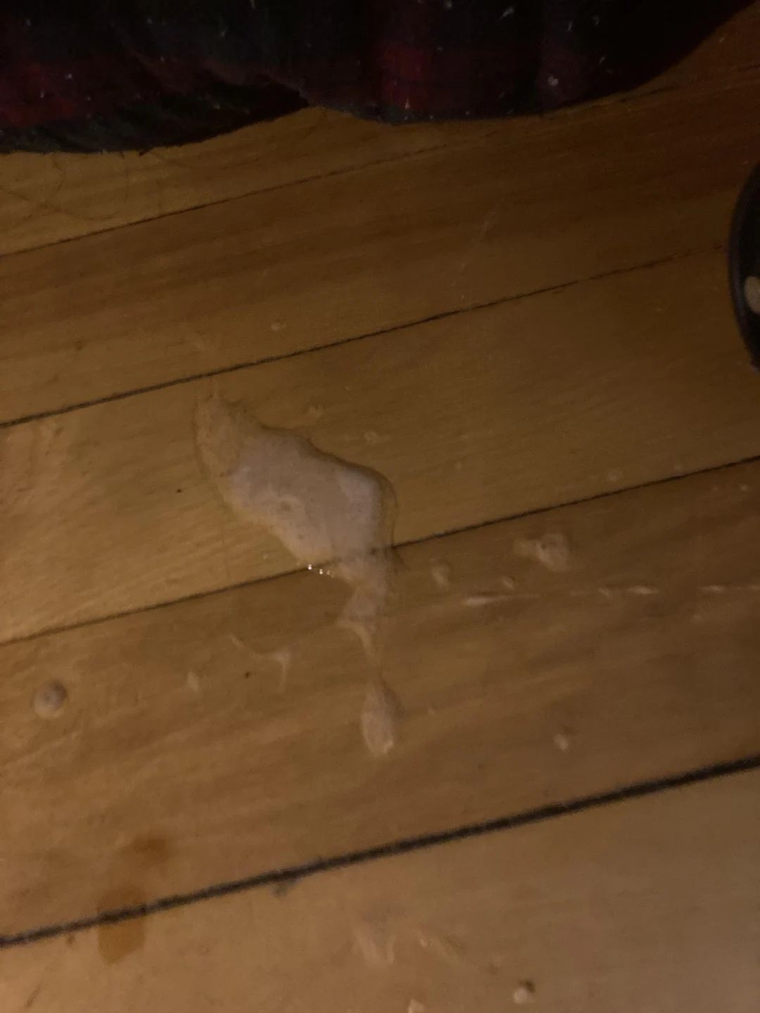 Ferret vomiting | Scrolller