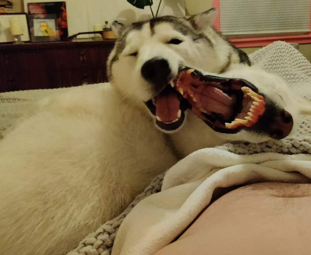 Bedtime, everytime. | Scrolller