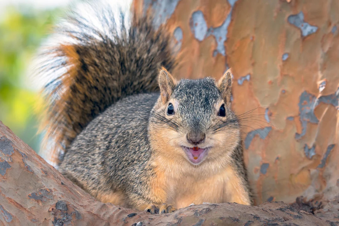 Super Happy Fun Time Squirrel | Scrolller