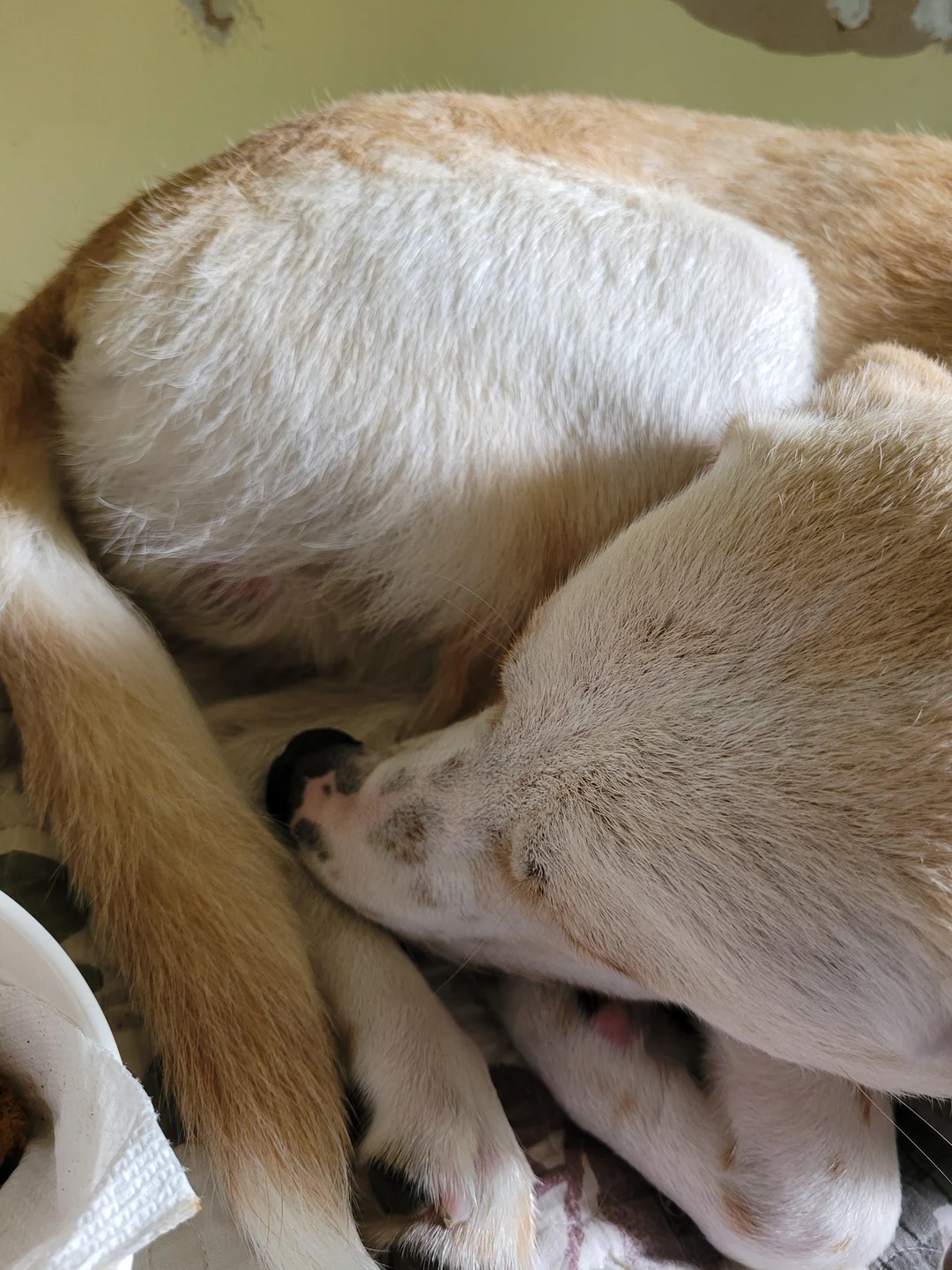 Discover more like WhatsWrongWithYourDog: Snoot and Related Content | Scrolller