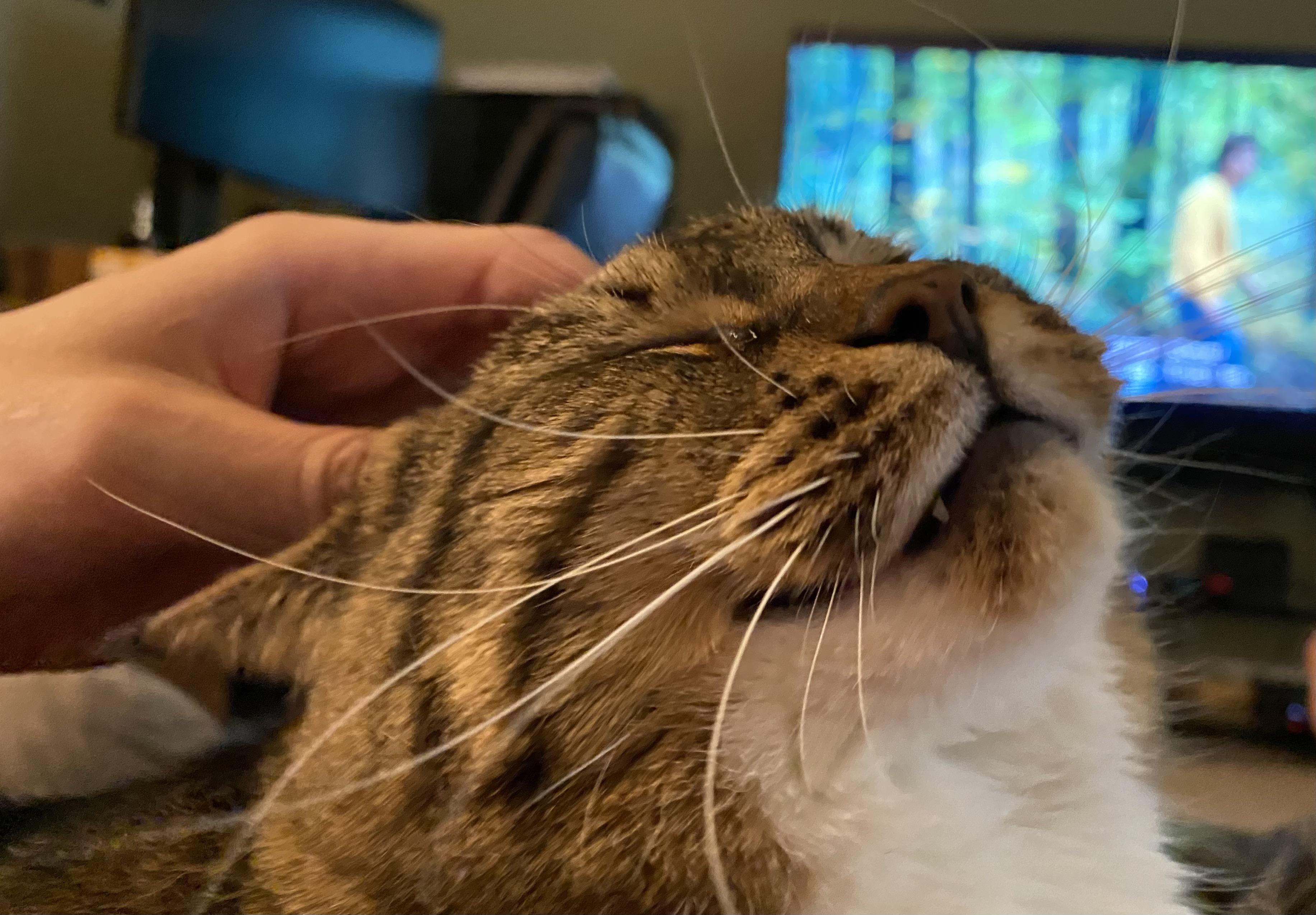 Kitty Smiles and Blank Stares | Scrolller