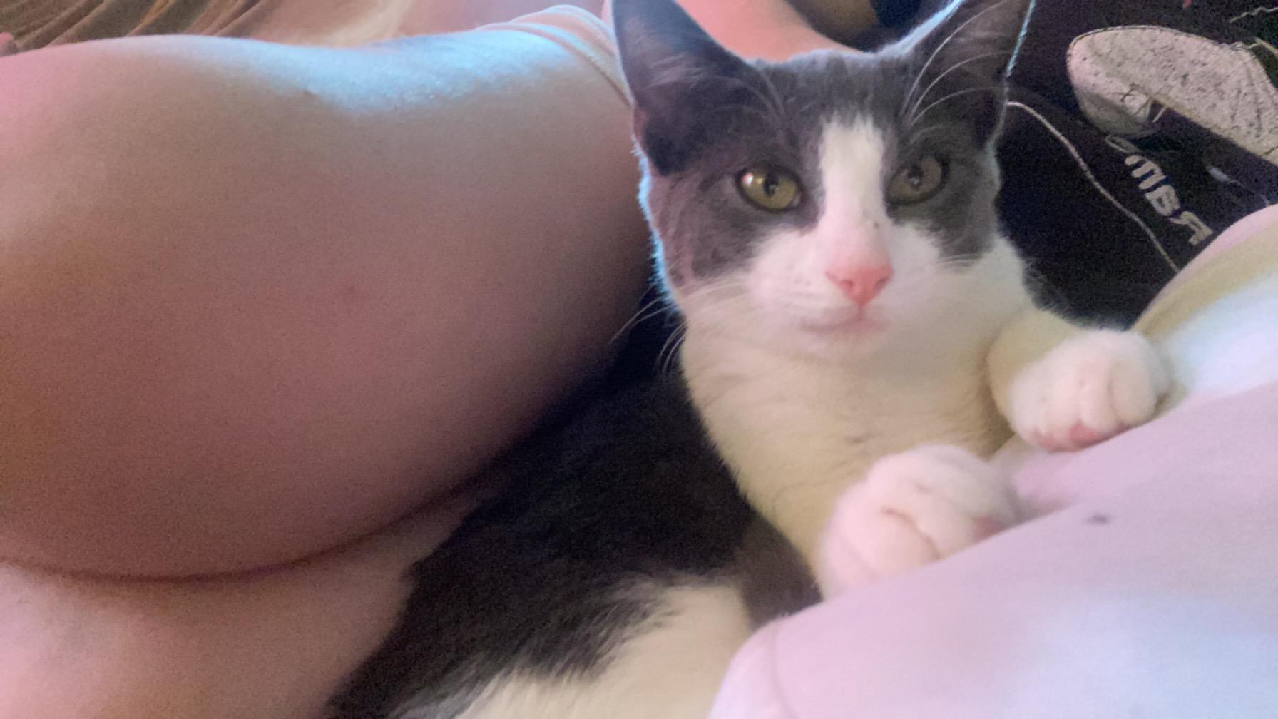 How old is my kitten?! | Scrolller